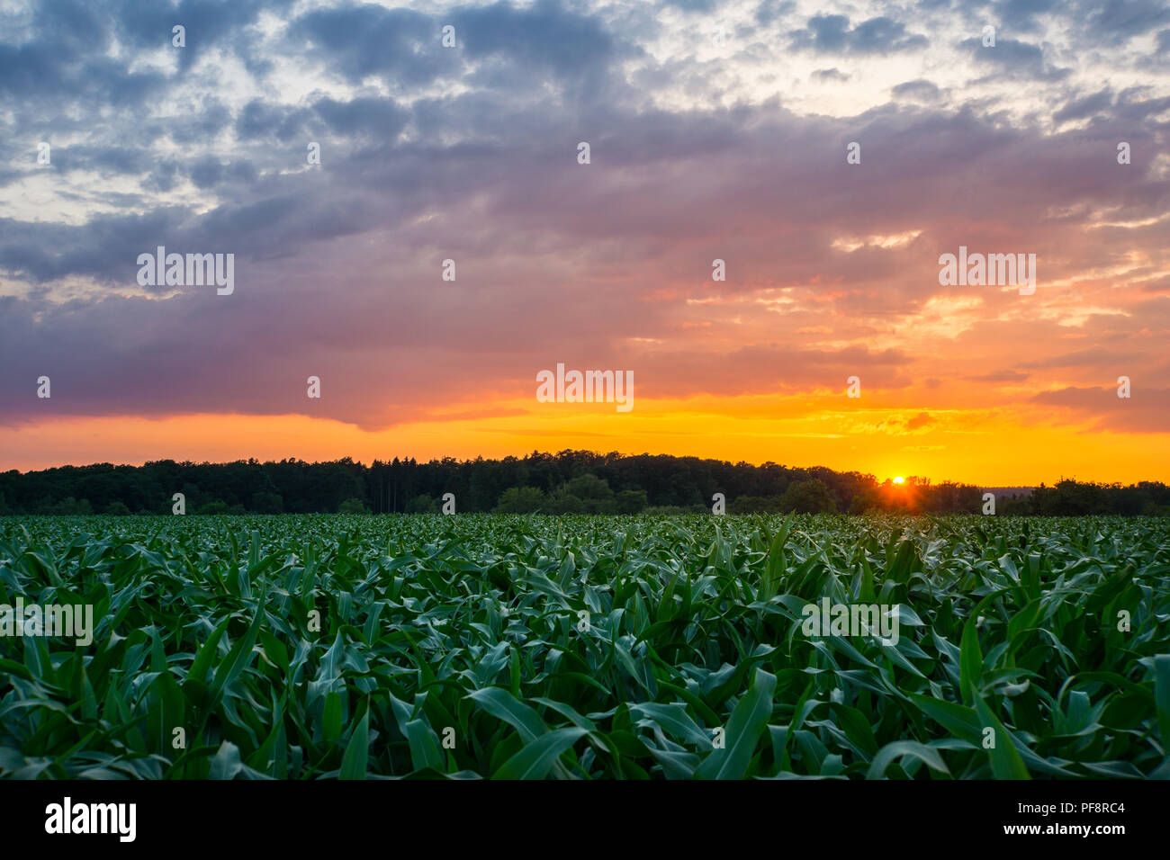 Scenic corn fields hi-res stock photography and images - Alamy