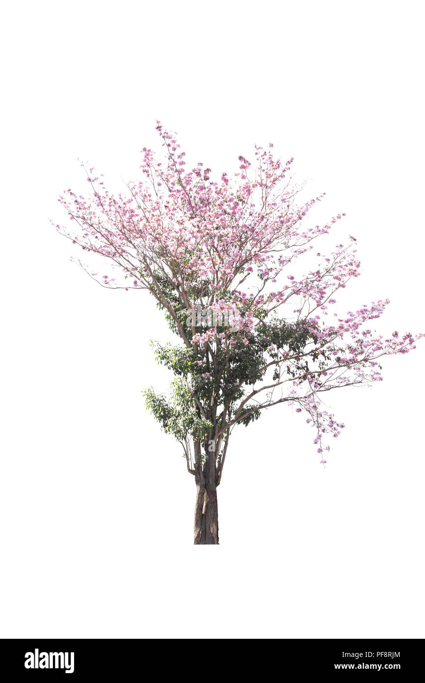 Wild himalayan cherry on tree isolated Stock Photo - Alamy
