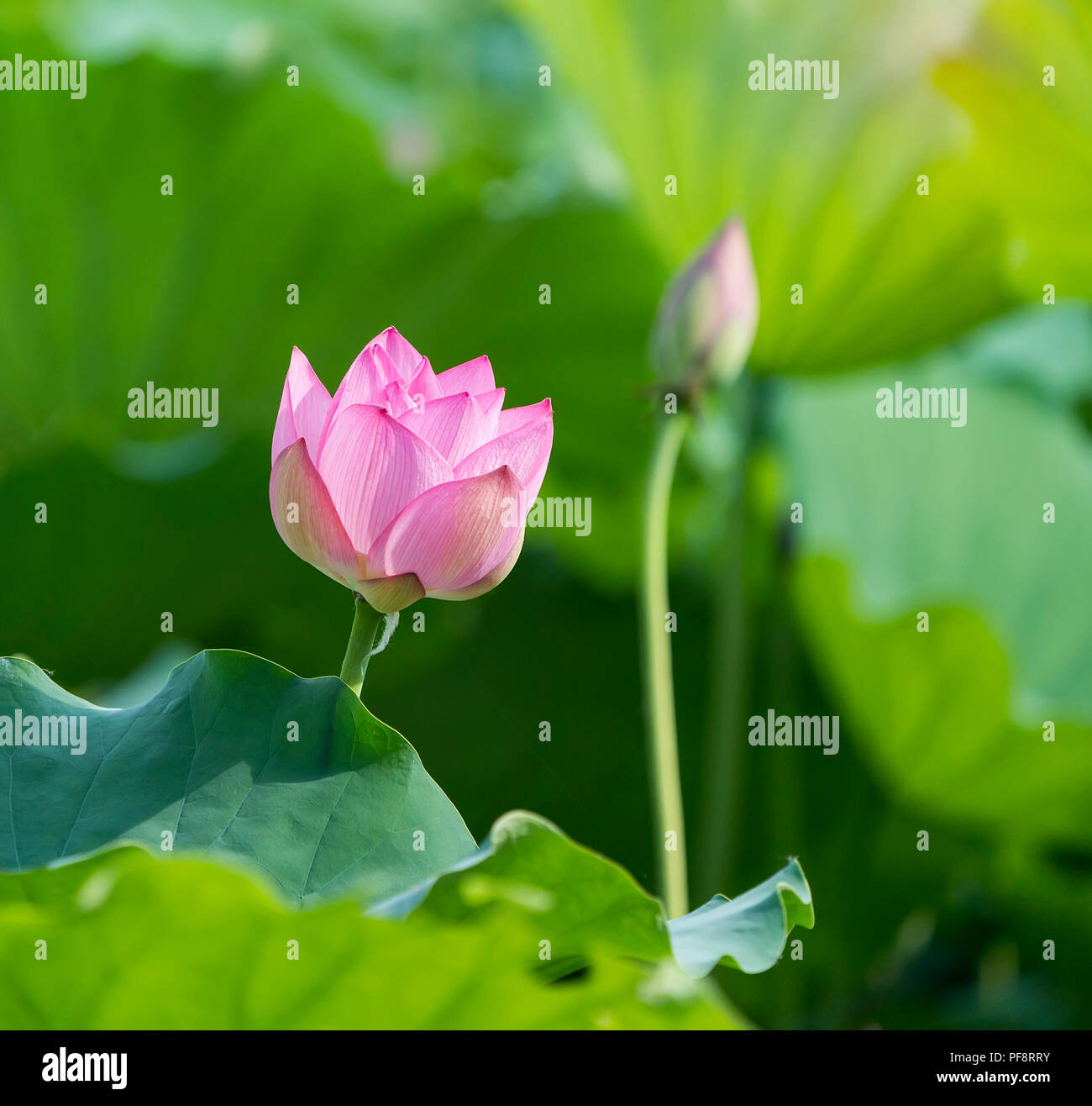 Lotus flower and Lotus flower plants Stock Photo - Alamy