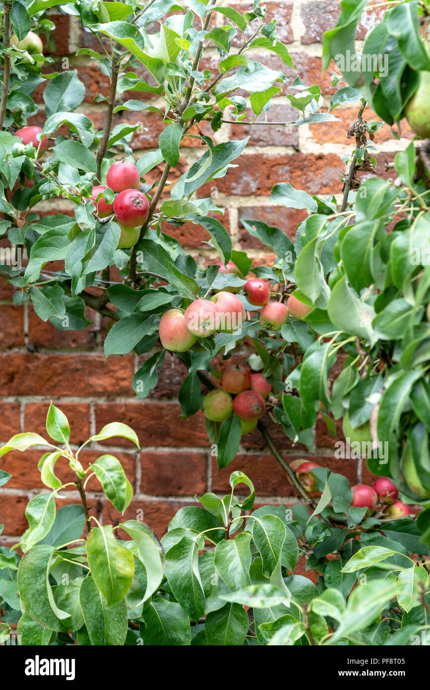 Branch and fruit hi-res stock photography and images - Alamy