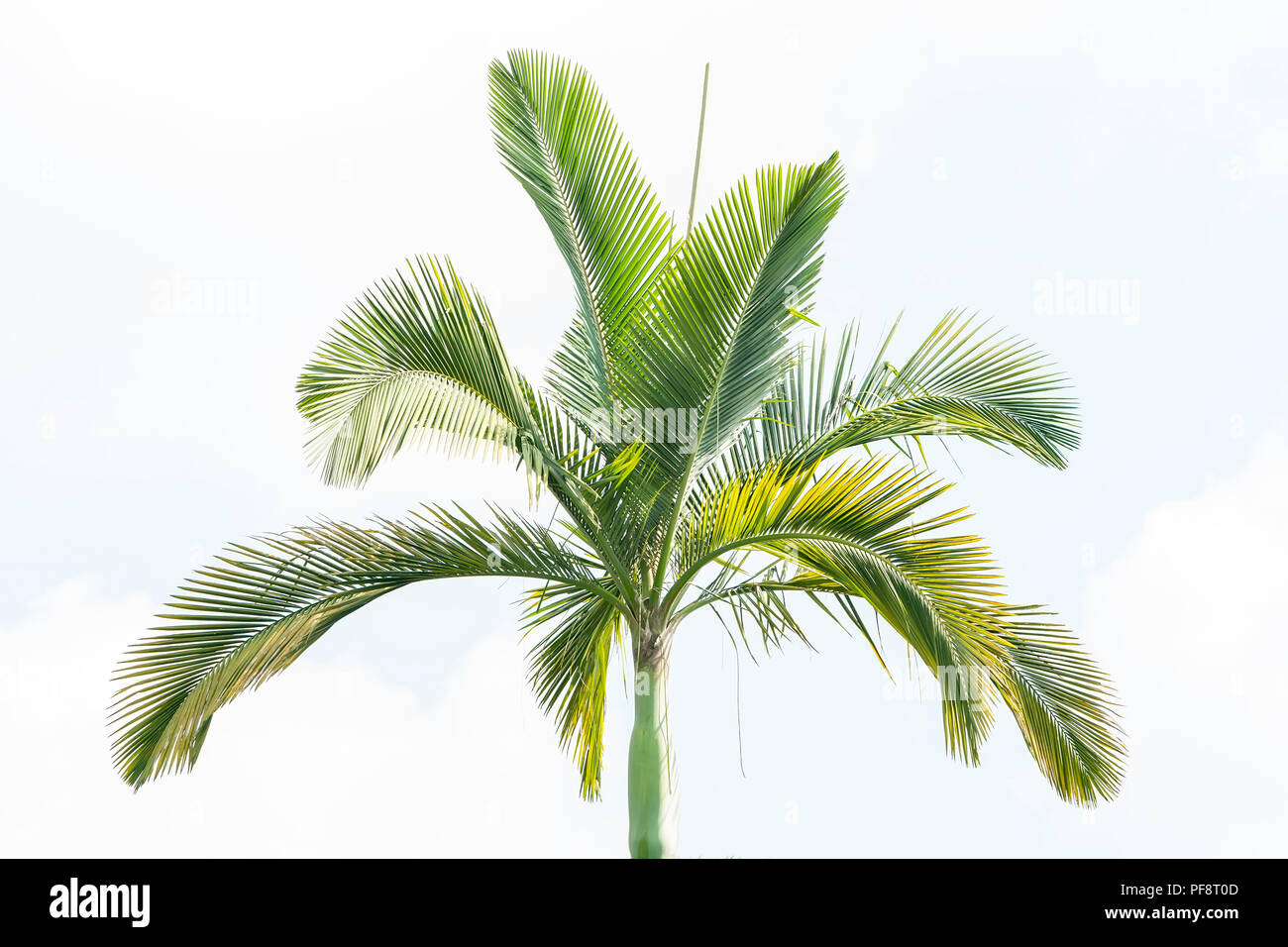 palm tree isolated on white background Stock Photo - Alamy