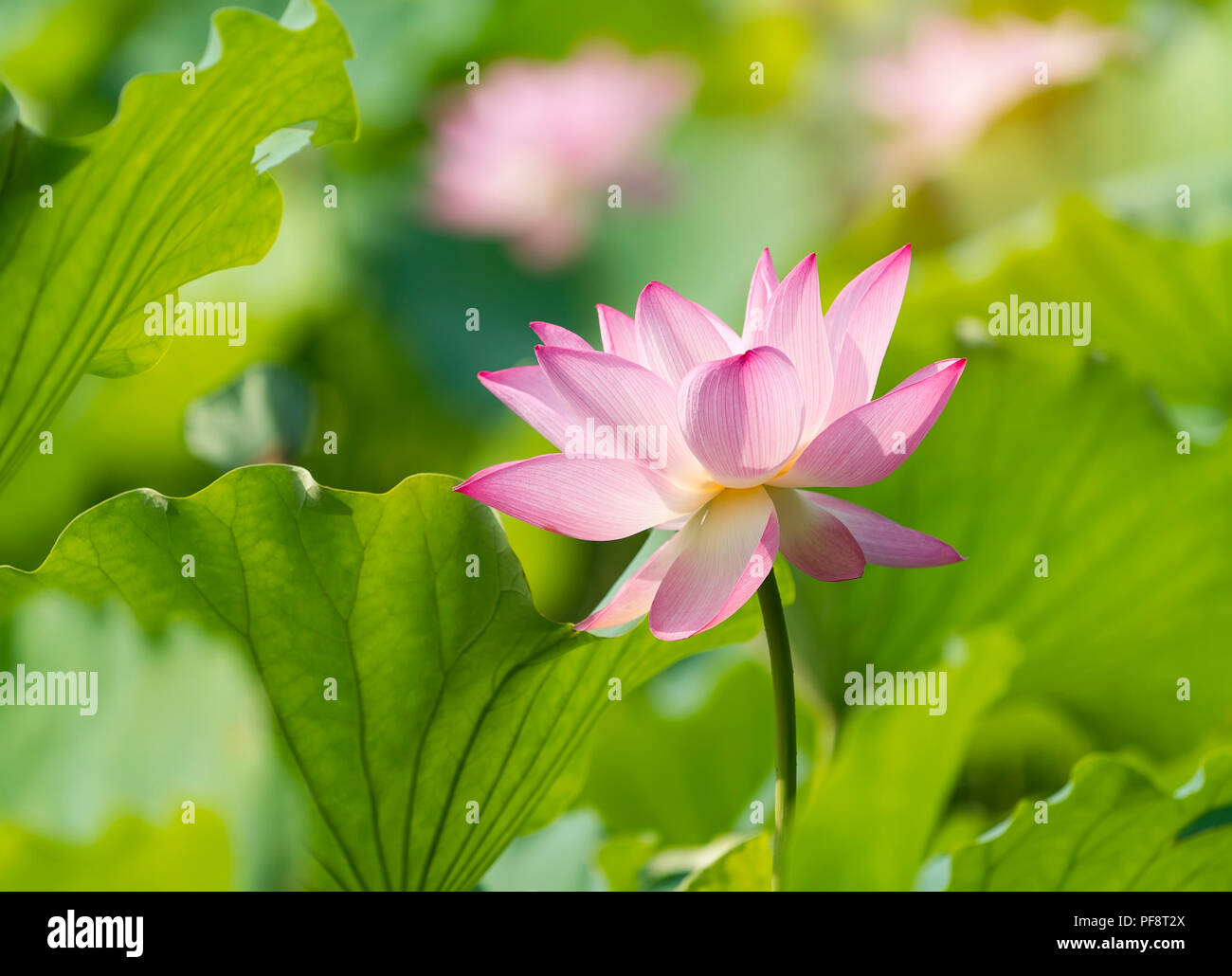 Lotus botanical hi-res stock photography and images - Alamy