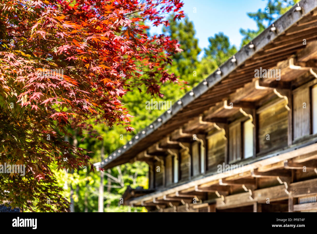 Japanese house with red maple Stock Photo - Alamy