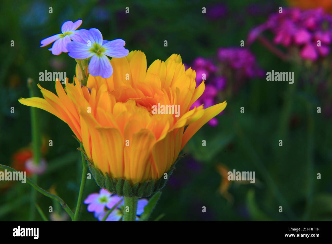 Back garden wild flowers hi-res stock photography and images - Alamy