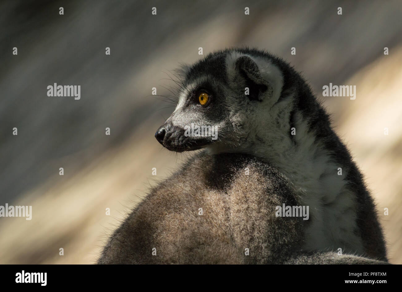 ring-tailed lemur posing and staring off into the distance Stock Photo ...
