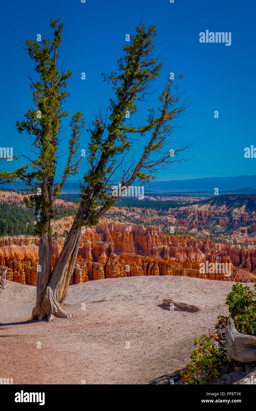 Old tree pinyon pine tree located in Bryce Canyon National Park Utah in ...