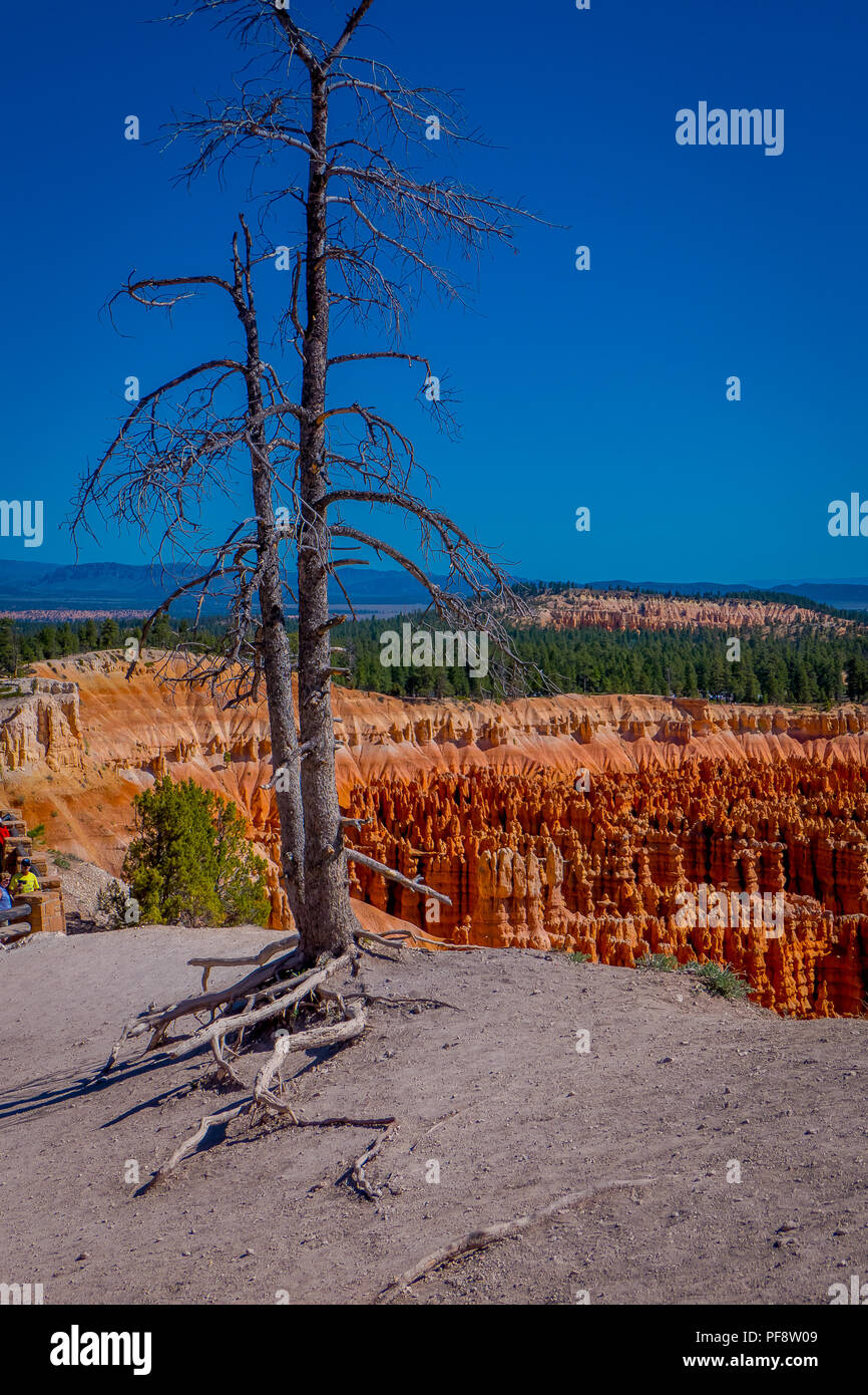 Old tree pinyon pine tree located in Bryce Canyon National Park Utah in ...