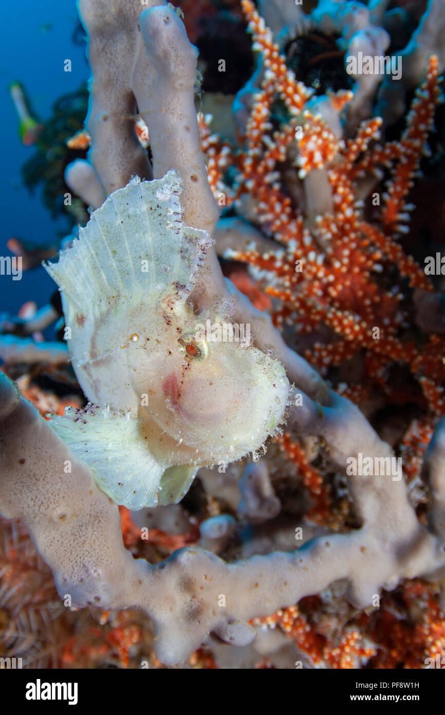 White Leaf Scorpion Fish (Taenianotus triacanthus) Amed, Bali ...