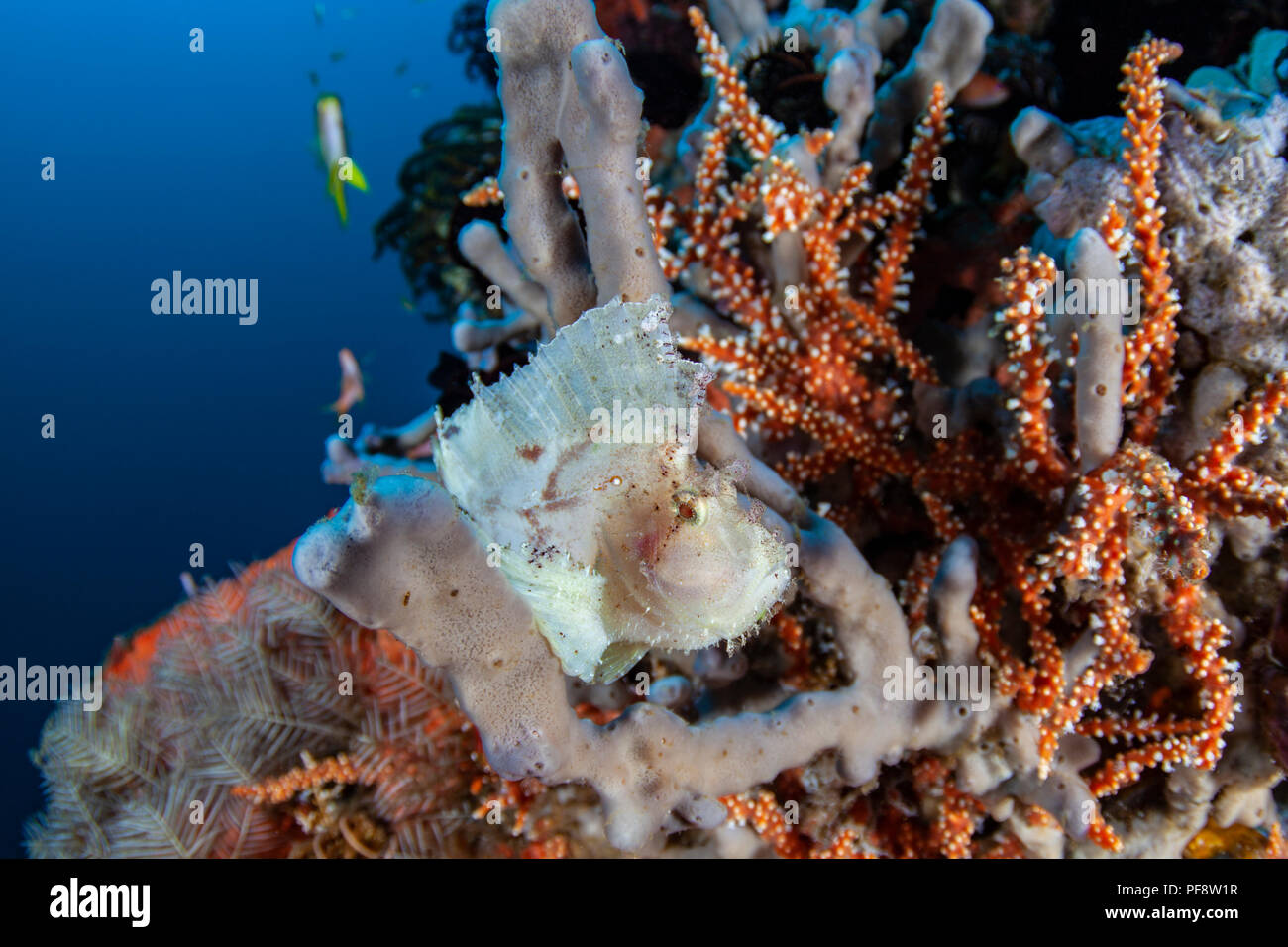 White Leaf Scorpion Fish (Taenianotus triacanthus) Amed, Bali ...