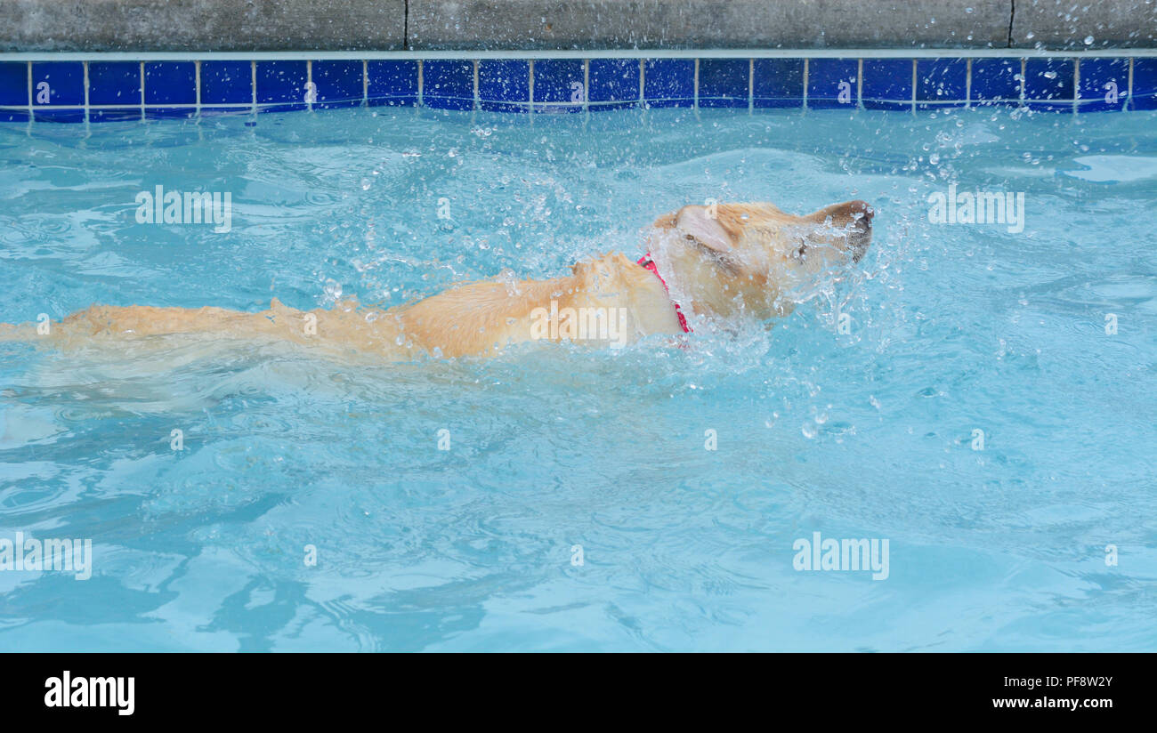 Golden labrador retriever hi-res stock photography and images - Alamy
