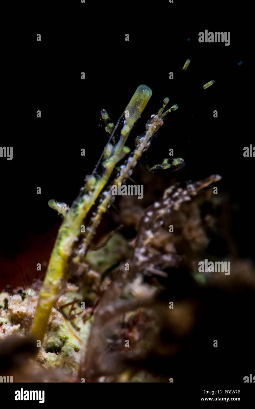 Skeleton Shrimp Caprellidae Stock Photo - Alamy