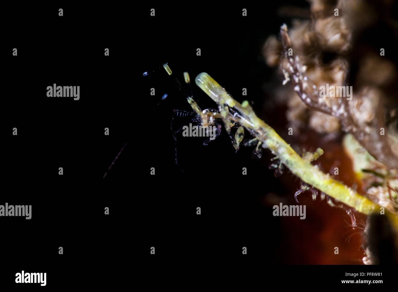 Skeleton Shrimp Caprellidae Stock Photo - Alamy