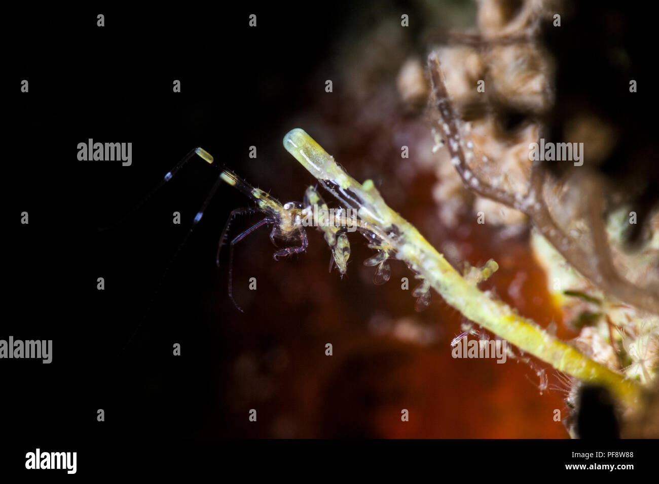 Caprellidae hi-res stock photography and images - Alamy