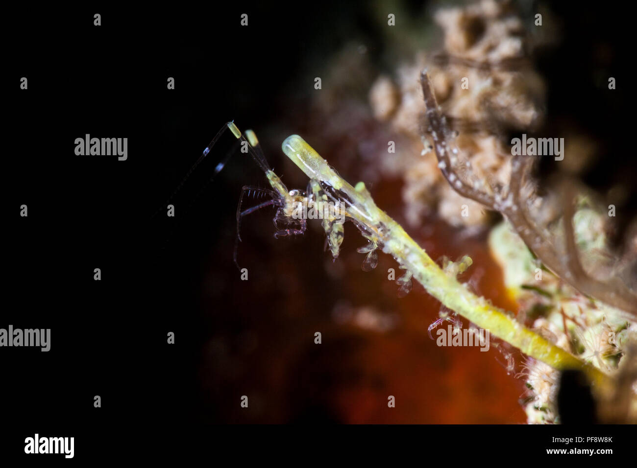 Skeleton Shrimp Caprellidae Stock Photo - Alamy