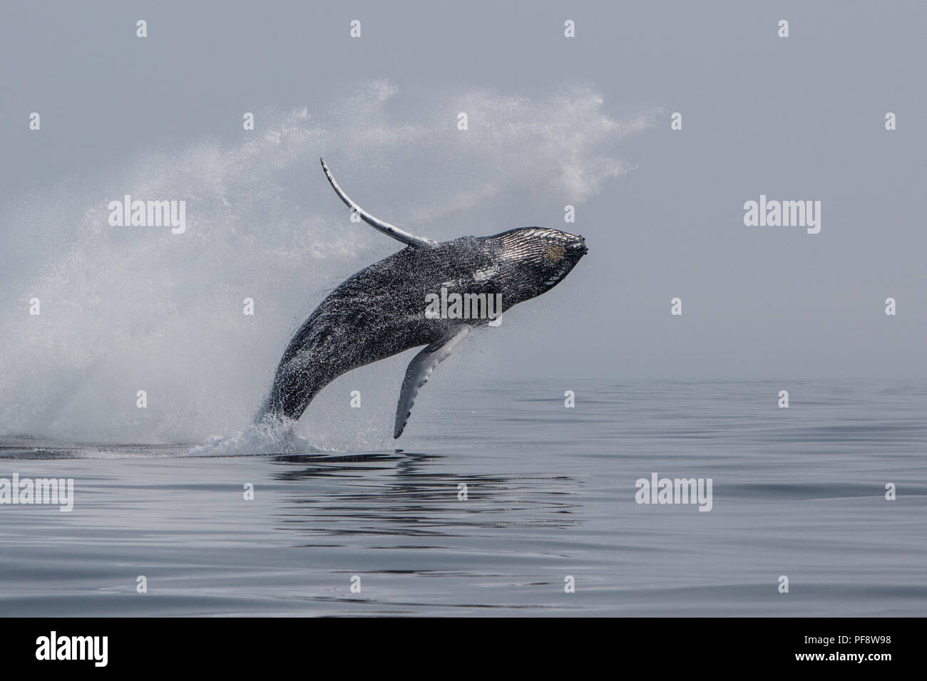 A Humpback whale, Megaptera novaeangliae, breaches in the north ...