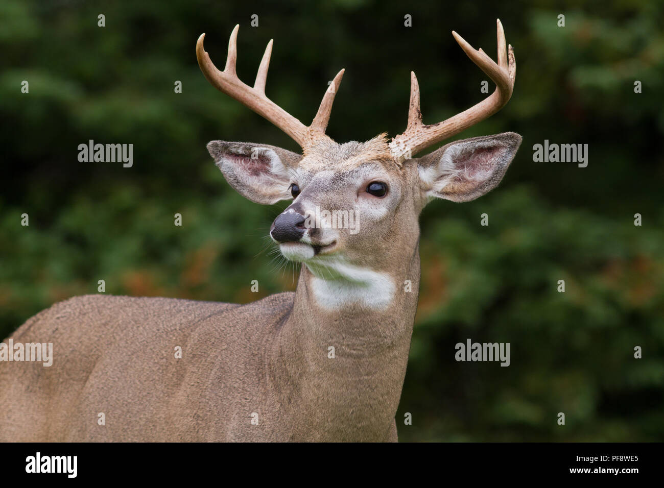 Whitetail deer buck virginia hi-res stock photography and images - Alamy
