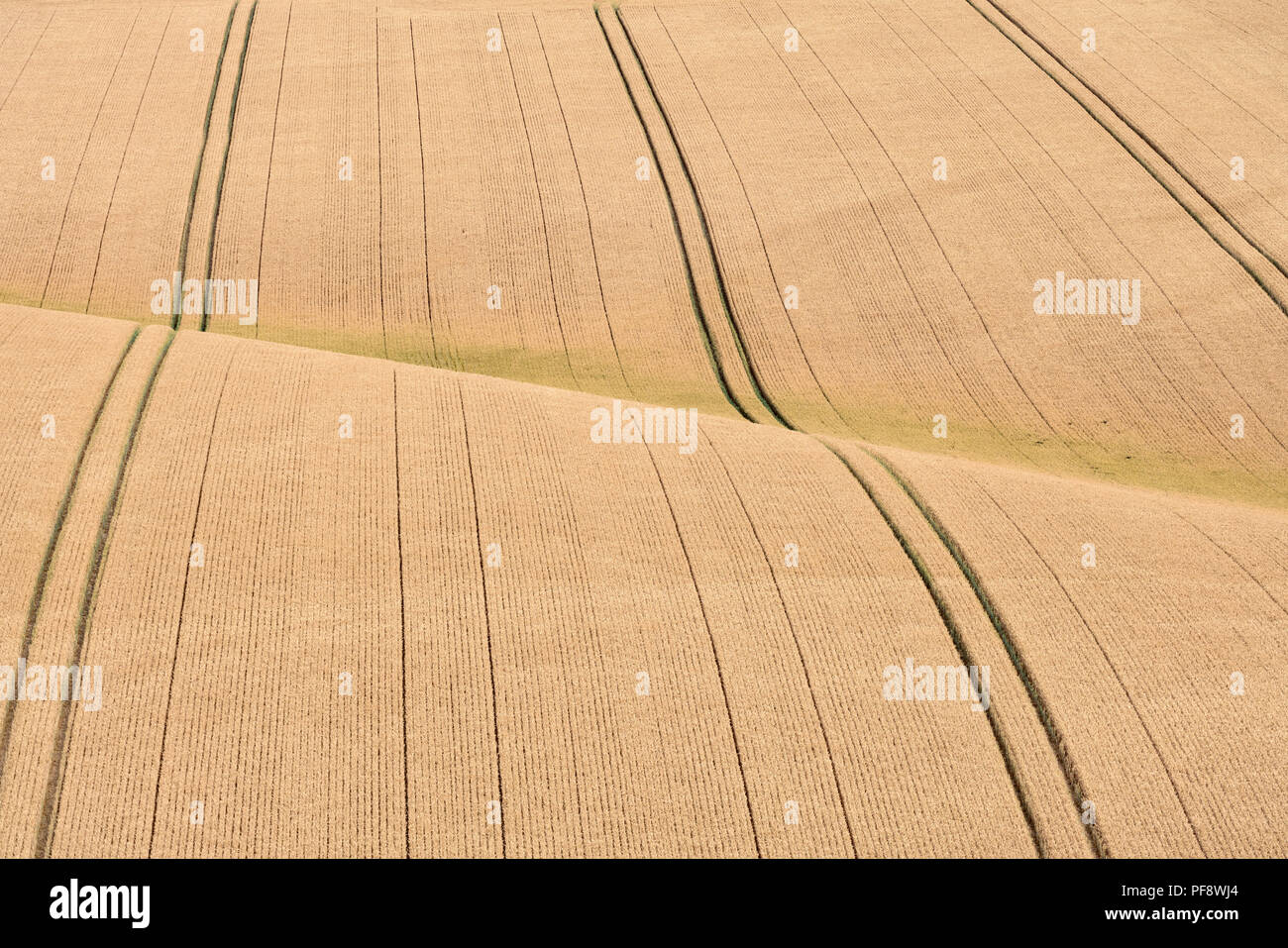 Wheat crop lines on rolling chalk fields at Burdale, near Fridaythorpe ...