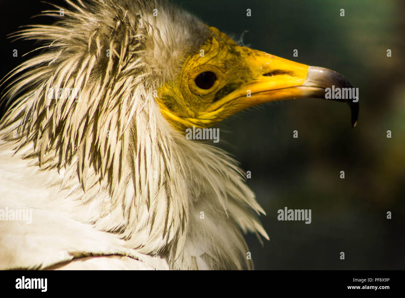 Eagle volant hi-res stock photography and images - Alamy