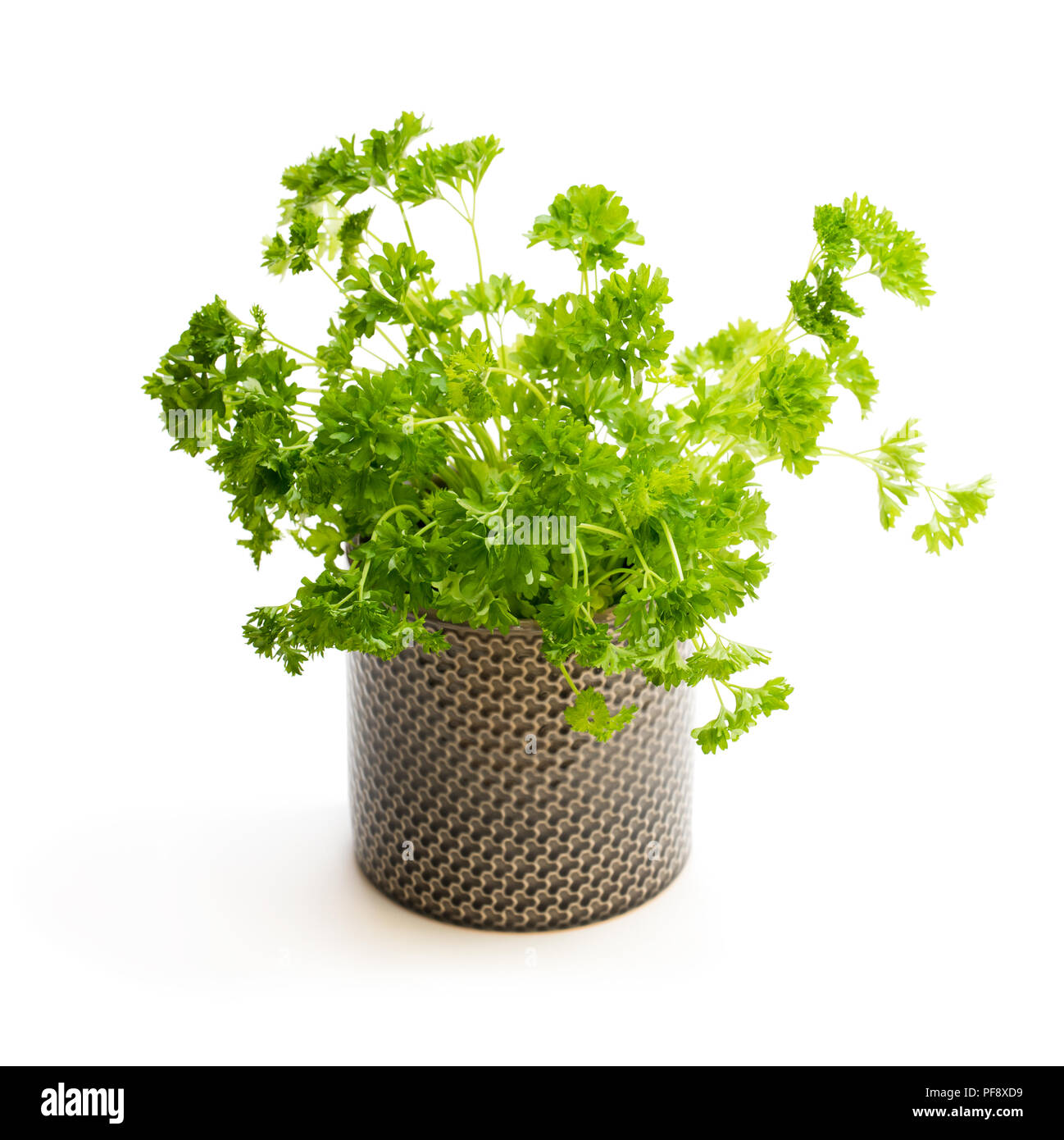 Parsley herb plant in a pot isolated on white Stock Photo - Alamy