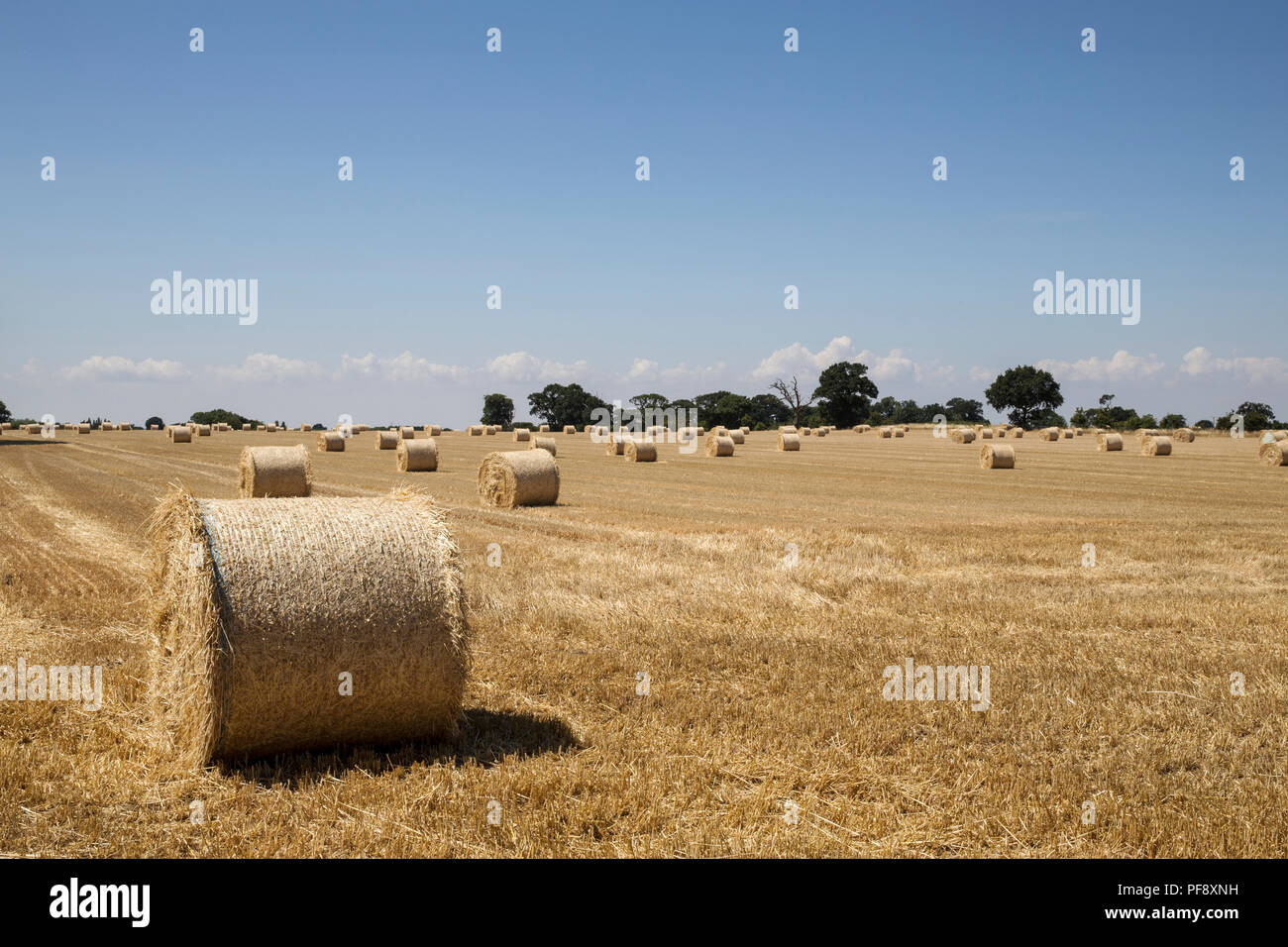 Straw bales harvested in Suffolk Stock Photo - Alamy
