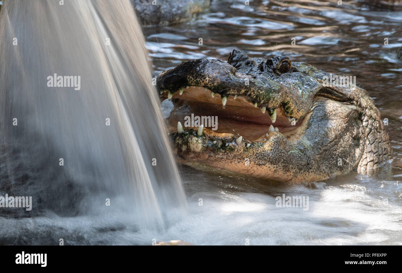 Alligator eating turtle hi-res stock photography and images - Alamy