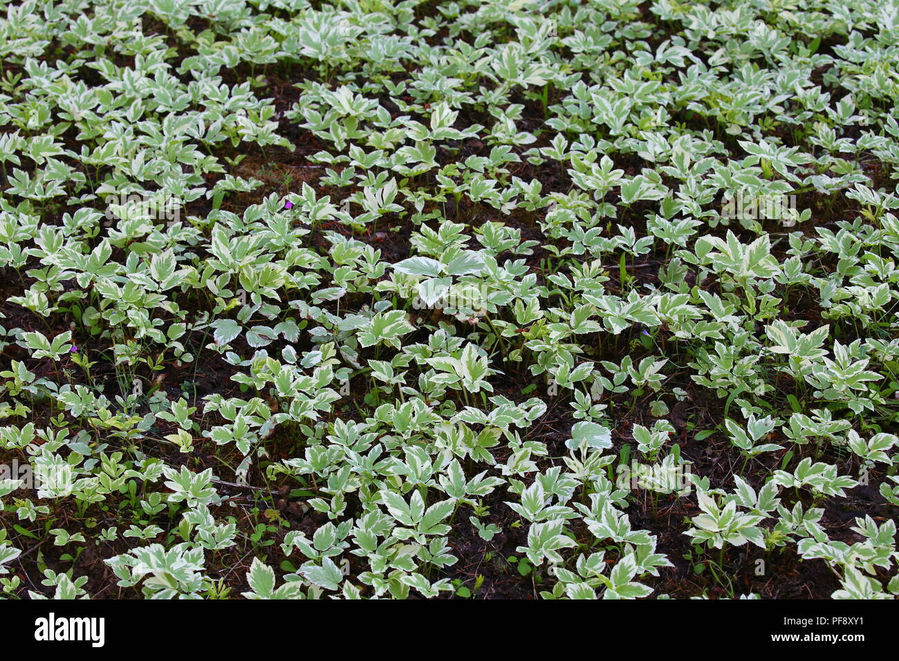 Green leaf cover hi-res stock photography and images - Alamy