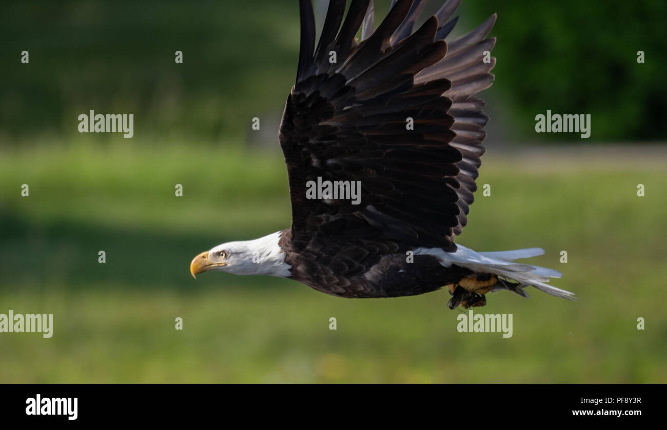 Eagle lake park florida hi-res stock photography and images - Alamy