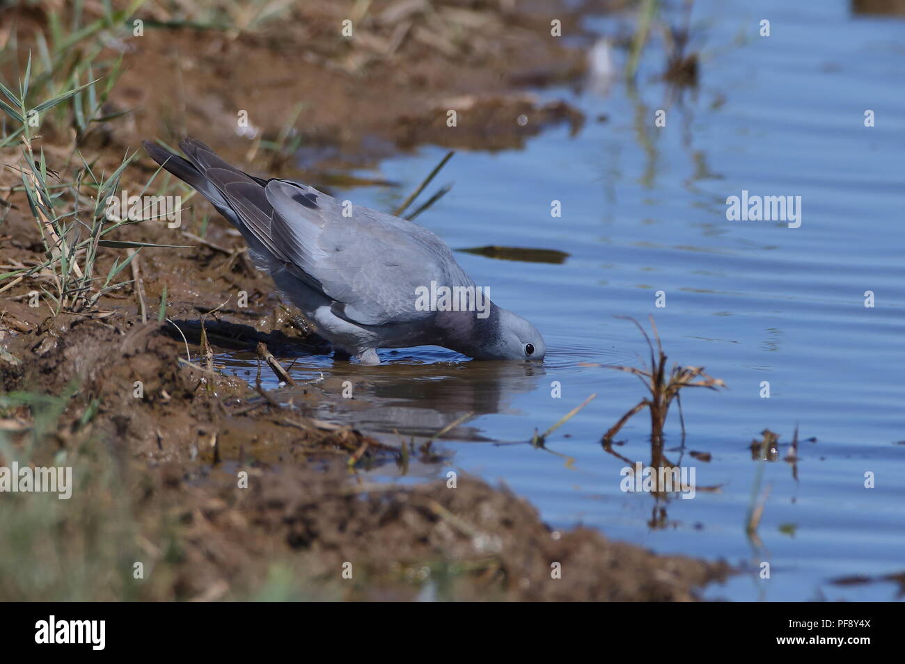 Stock Dove drinking Stock Photo - Alamy