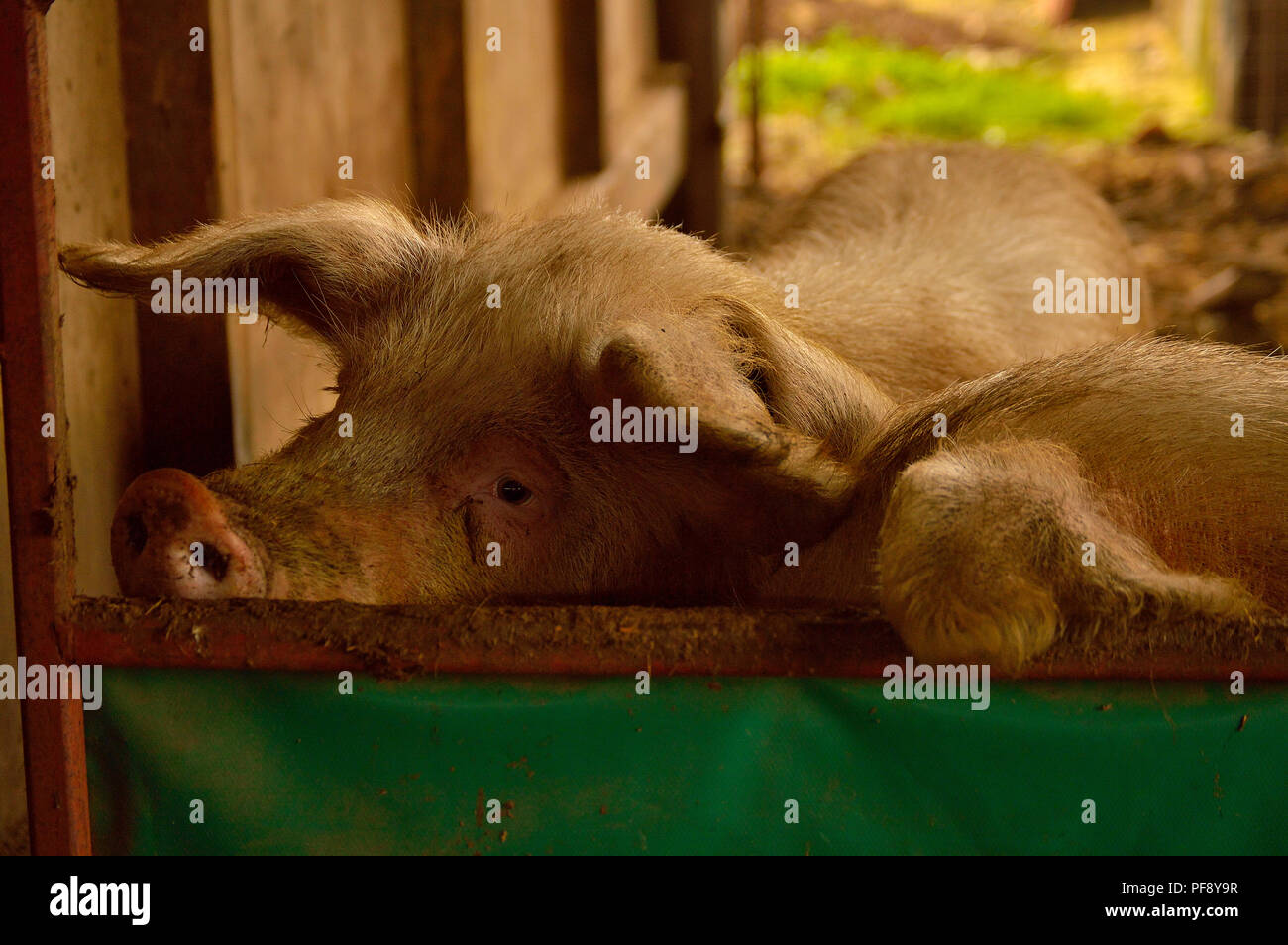 Pig looking over fence hi-res stock photography and images - Alamy