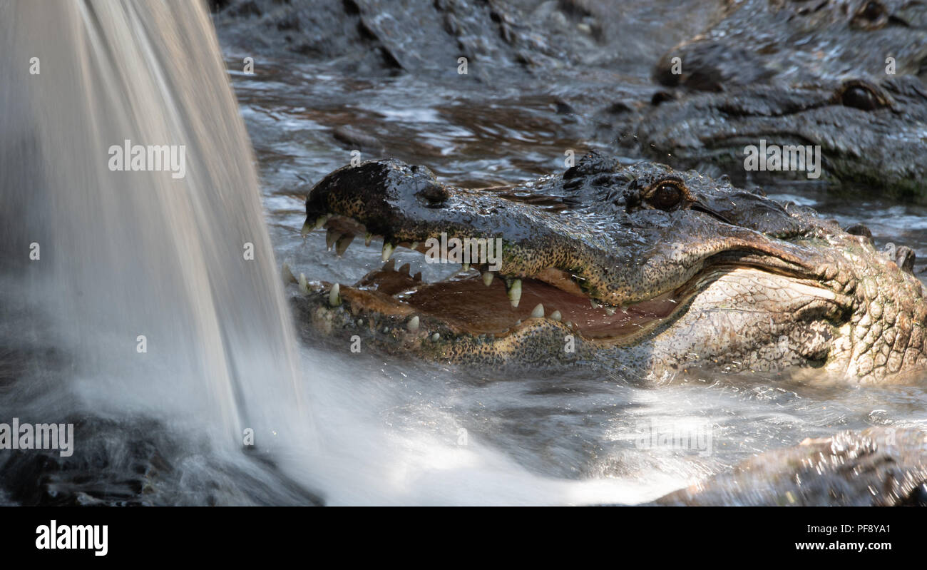 Alligator in the water Stock Photo - Alamy