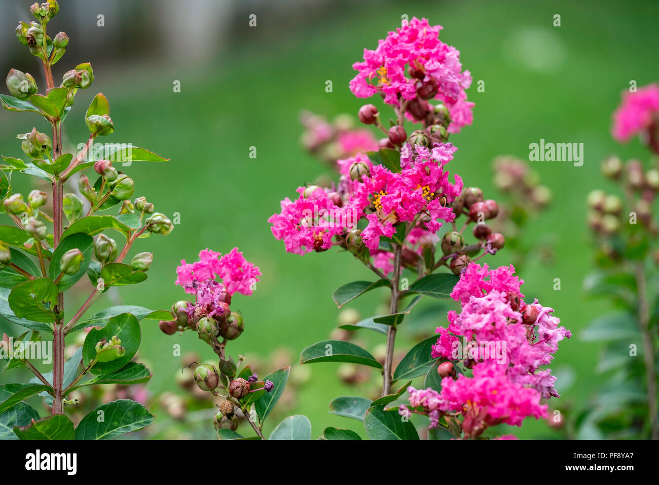 Lagerstroemia indica hi-res stock photography and images - Alamy
