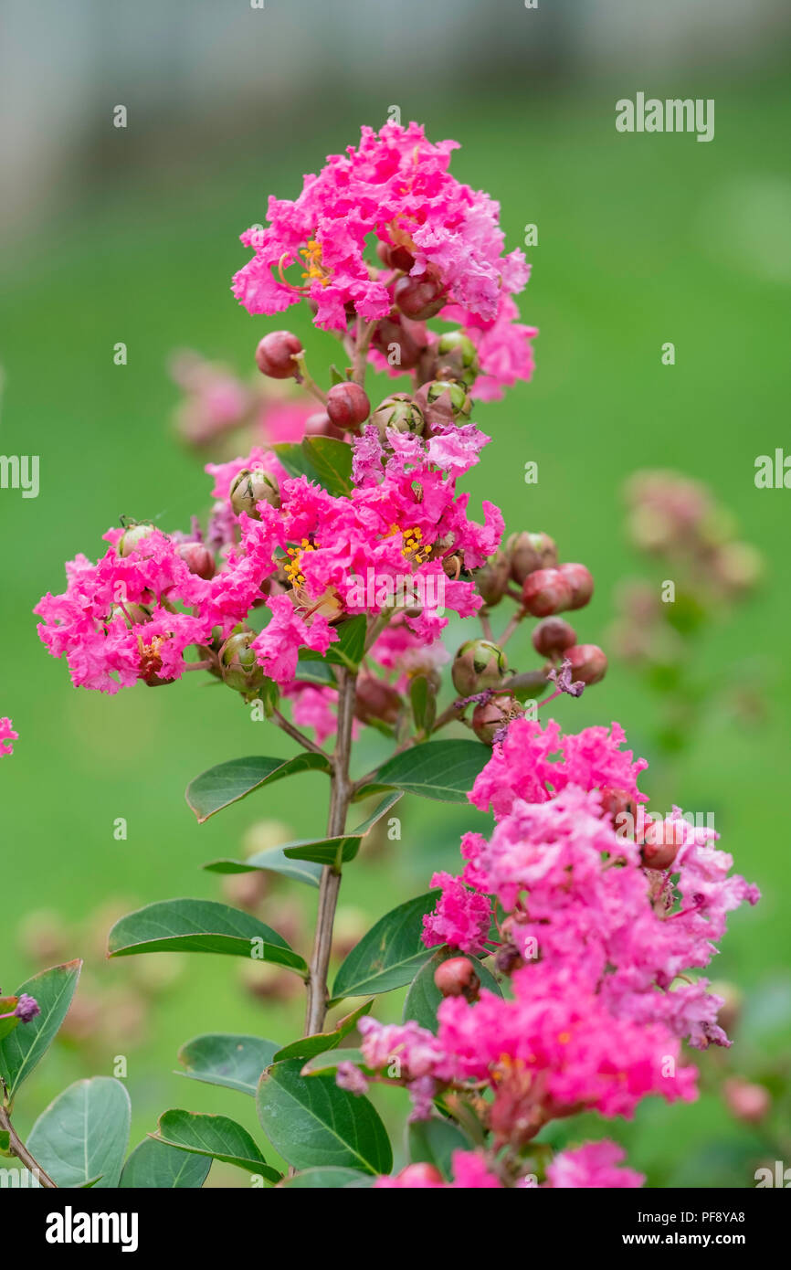Lagerstroemia indica hi-res stock photography and images - Alamy