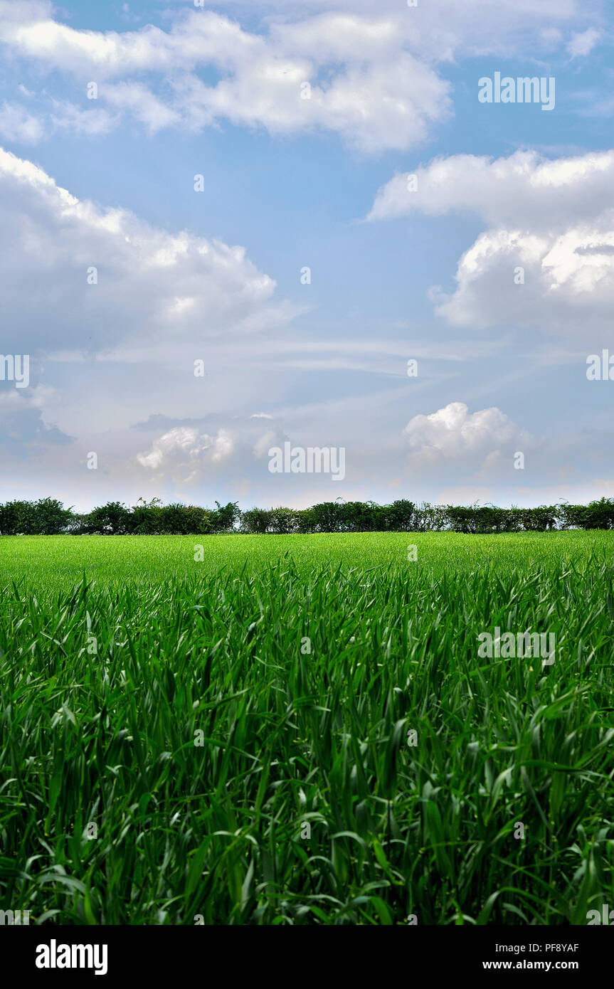 Green spring field cloudy sky hi-res stock photography and images - Alamy
