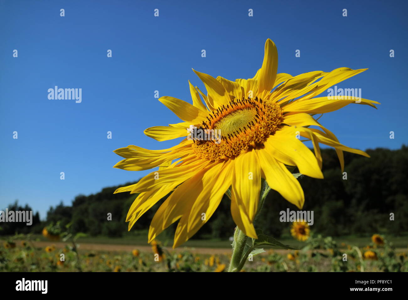 Sunflower field landscape Stock Photo - Alamy