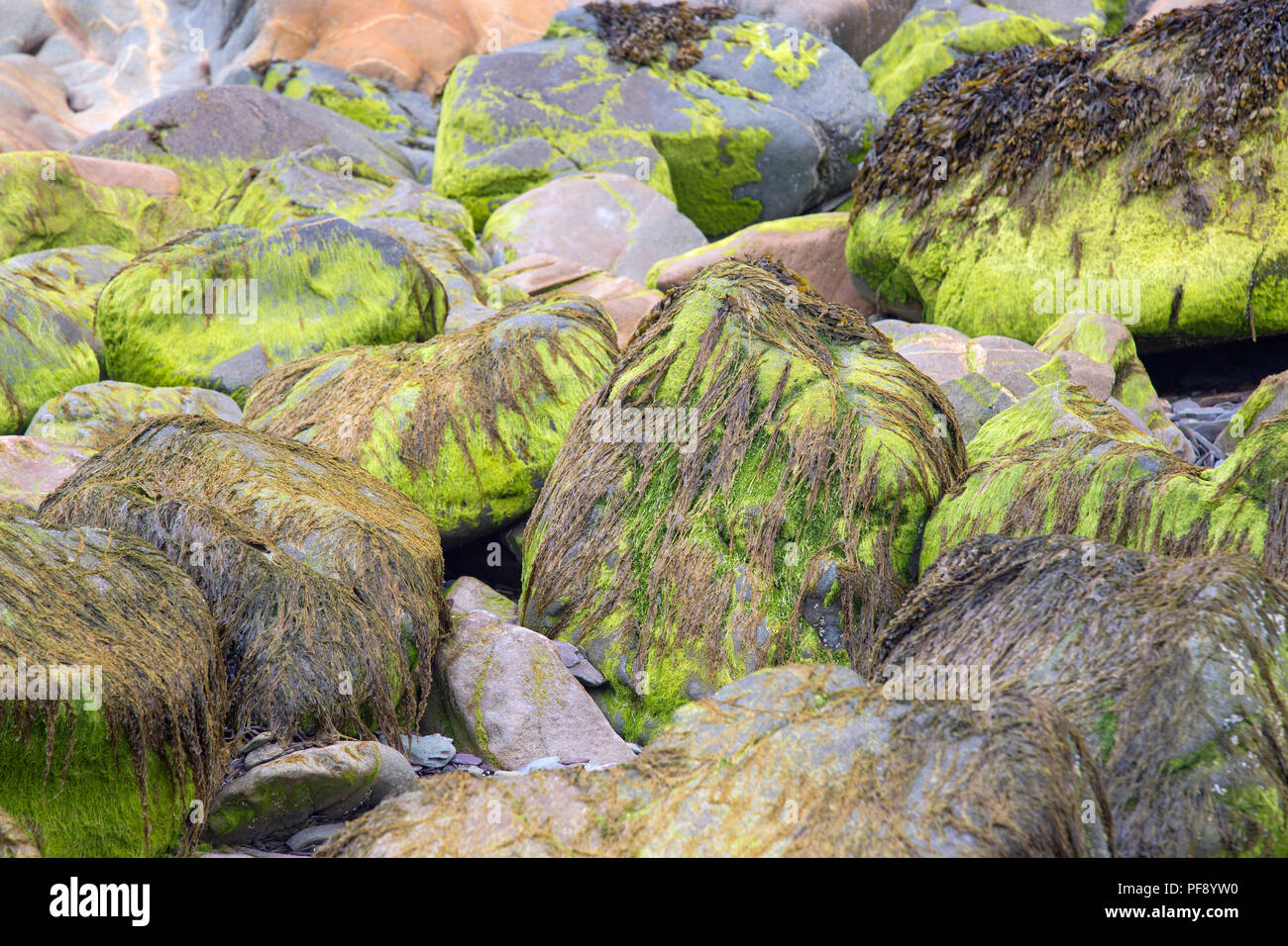 Beach seaweed growing on rocks hi-res stock photography and images - Alamy