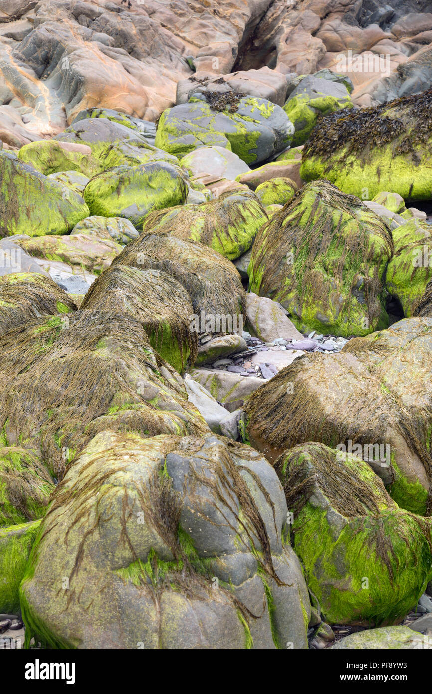 Seaweed covered rocks on a Cornish beach Stock Photo - Alamy