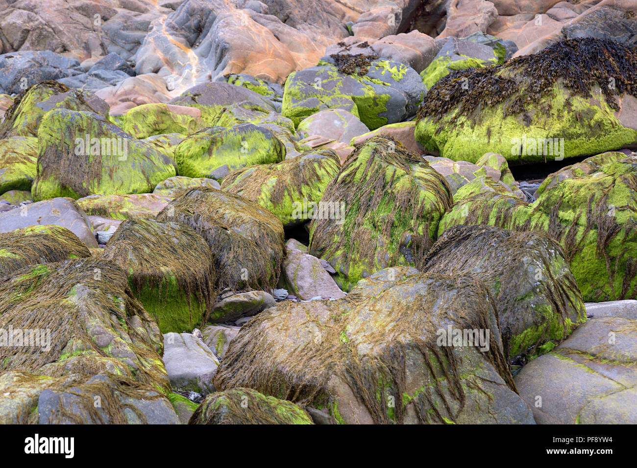 Beach seaweed growing on rocks hi-res stock photography and images - Alamy