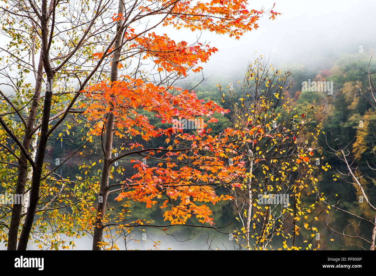 Early autumn morning with near lake Stock Photo - Alamy