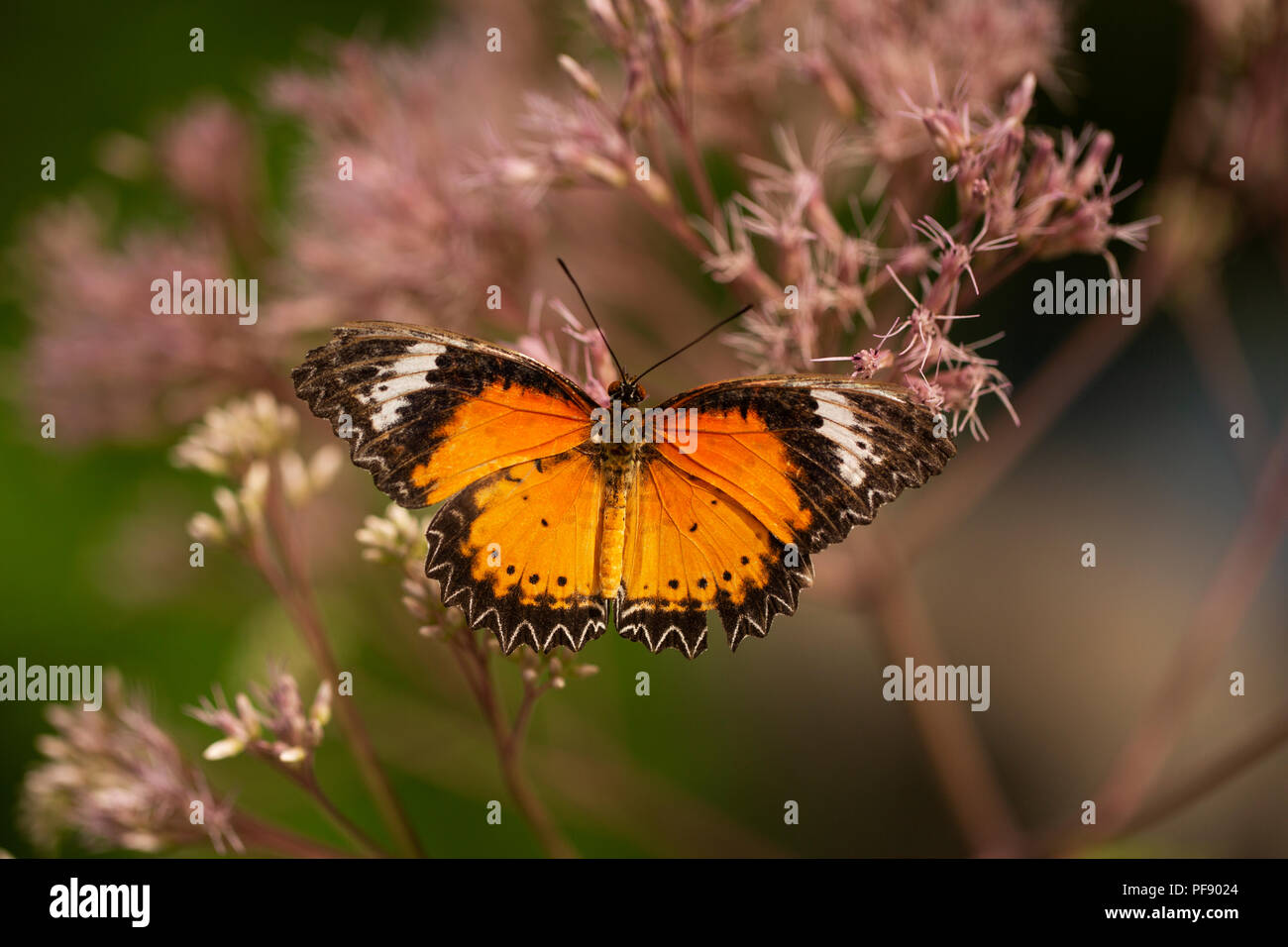 Leopard lacewing butterfly (Cethosia cyane Drury) sitting on a branch ...