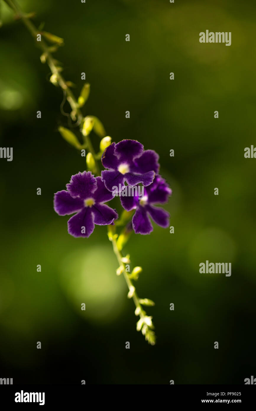 Duranta erecta blue, also known as golden dewdrop, pigeon berry, or sky ...