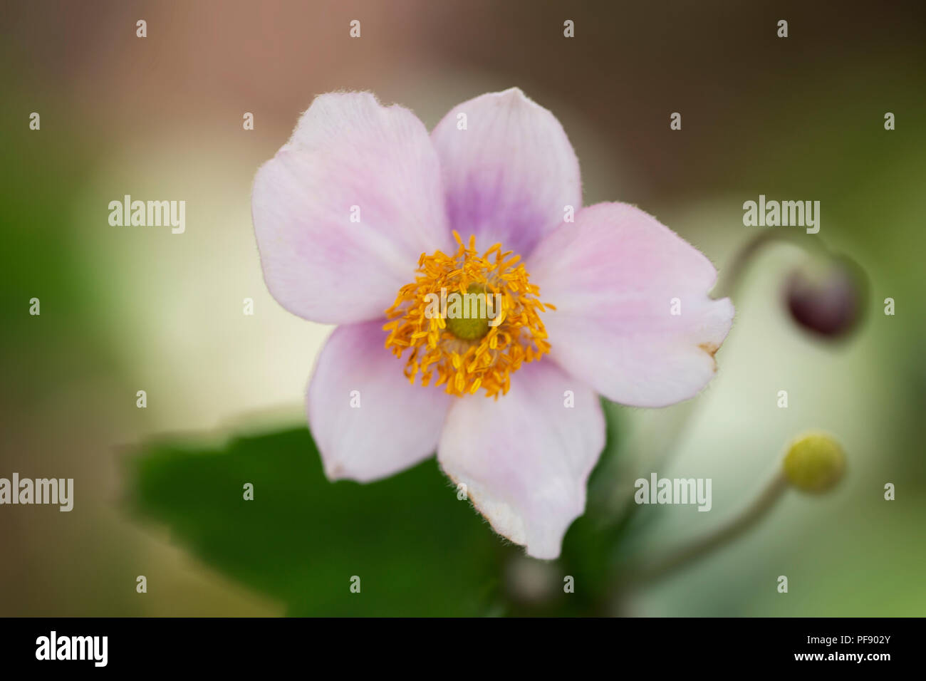 Anemone x hybrida Robustissima, a Japanese anemone in the Ranunculaceae ...