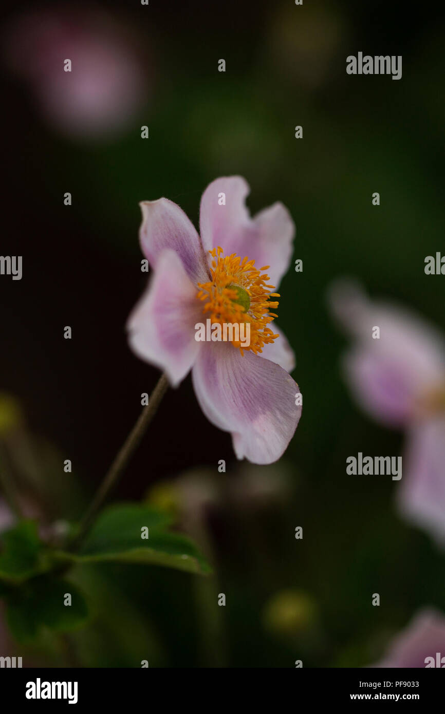 Anemone x hybrida Robustissima, a Japanese anemone in the Ranunculaceae ...