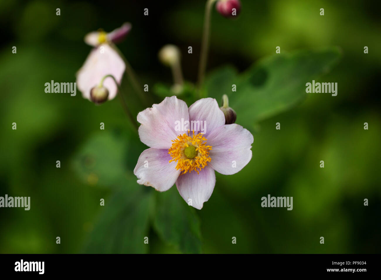 Anemone x hybrida Robustissima, a Japanese anemone in the Ranunculaceae ...