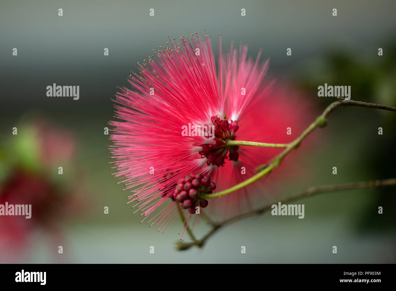 Calliandra emarginata, or pink powder puff, in the family Fabaceae ...
