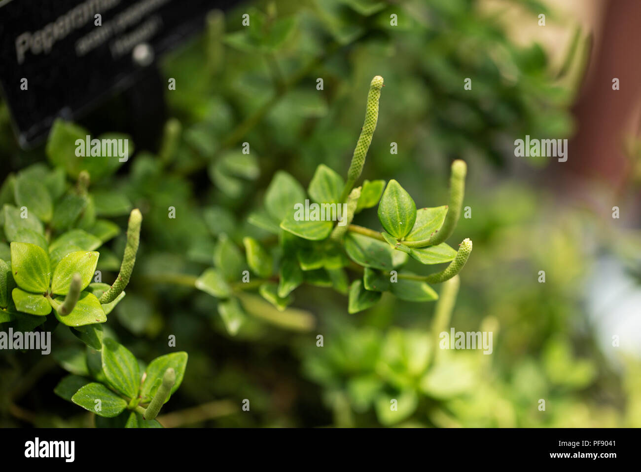 Peperomia tetraphylla hi-res stock photography and images - Alamy