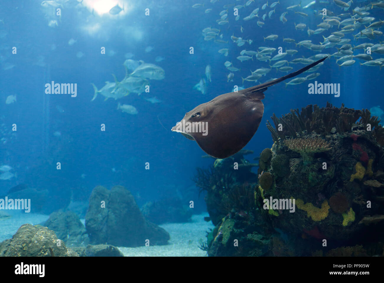 Beautiful aquarium sea ray with some details Stock Photo - Alamy