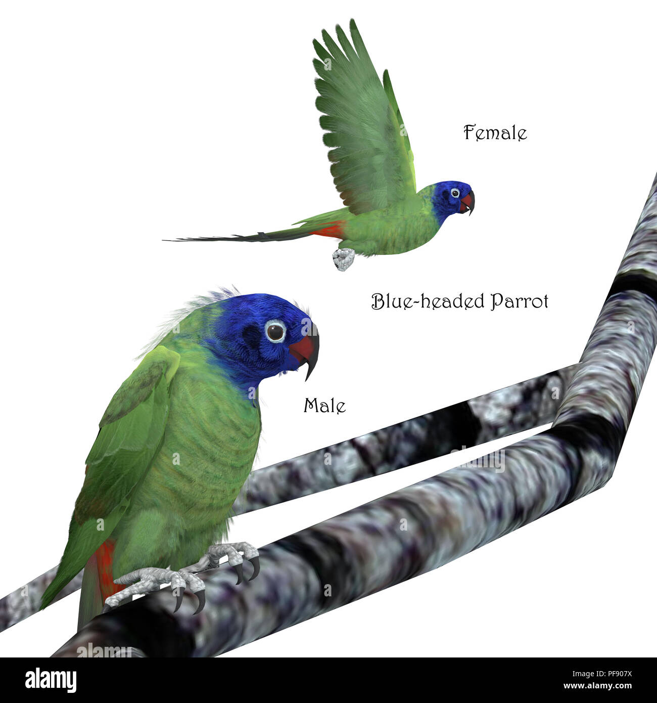 Blue Headed Parrot