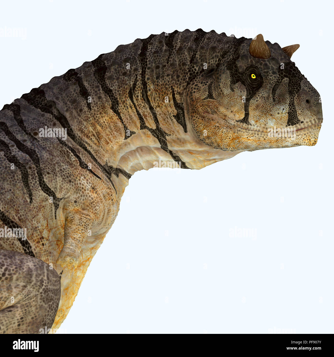 Carnotaurus hi-res stock photography and images - Alamy