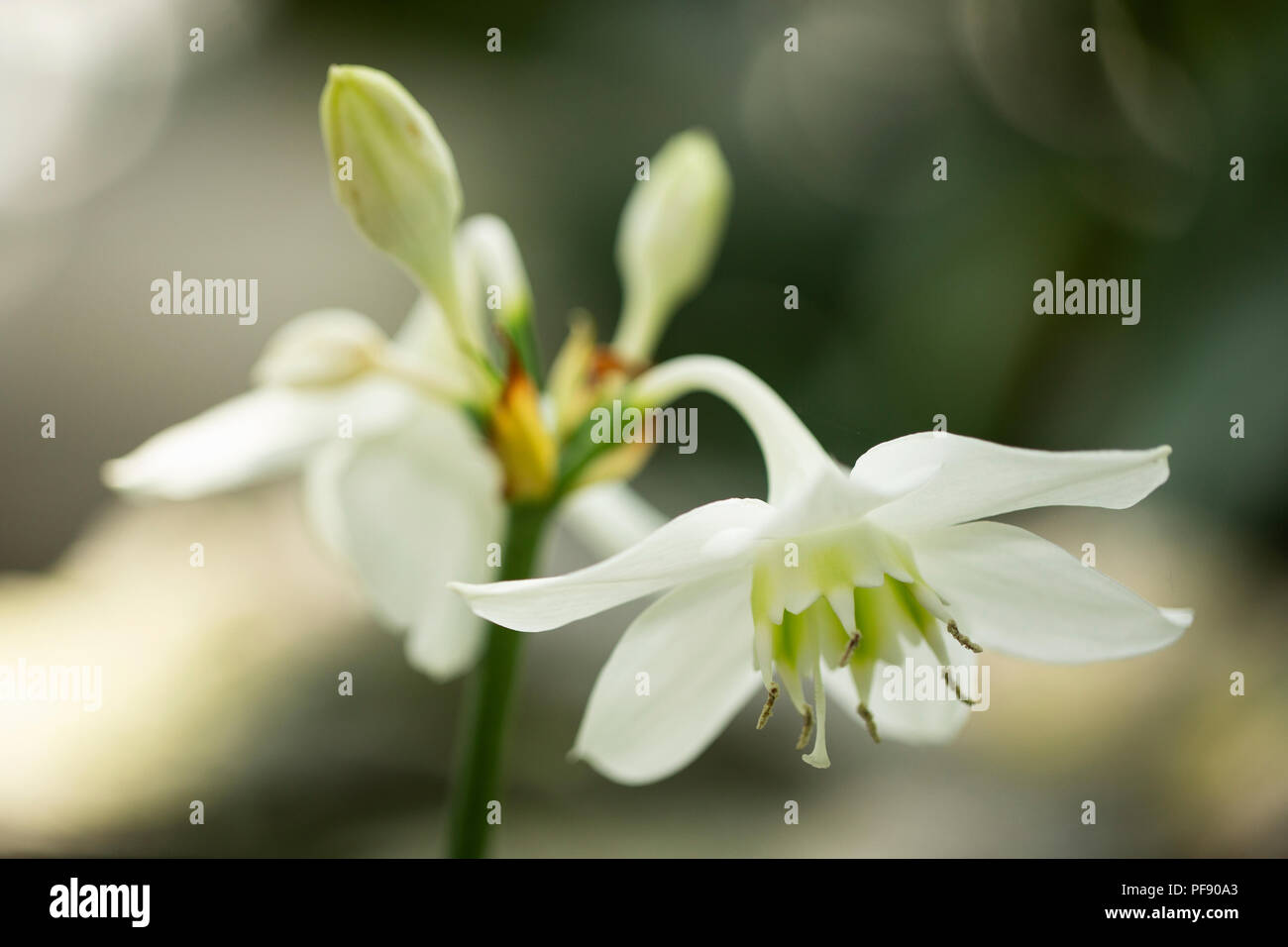 Amazon lily (Eucharis amazonica), a delicate white flower from Peru ...