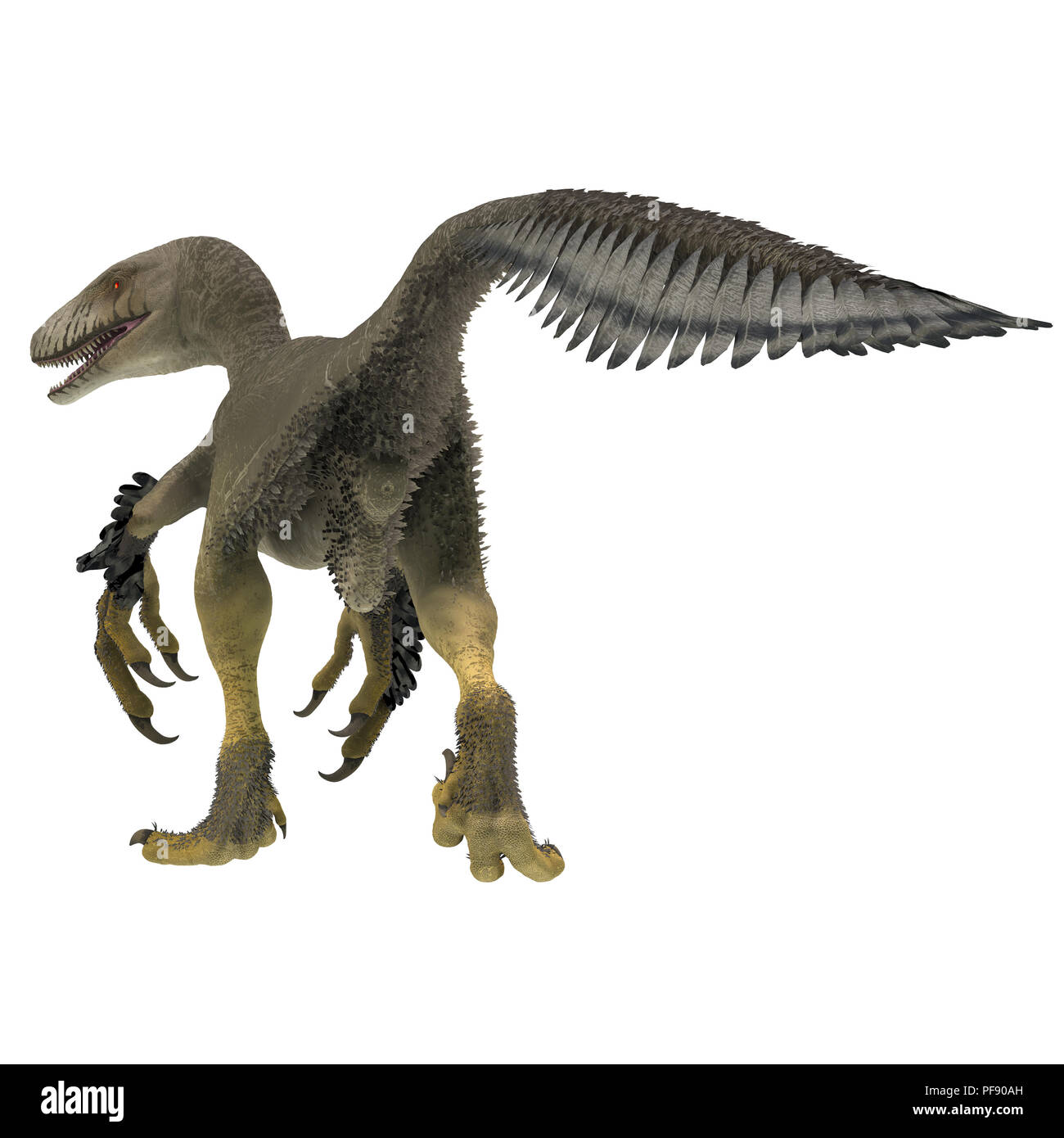 Dakotaraptor Was A Carnivorous Dromaeosaurid Theropod Dinosaur That Lived In South Dakota North